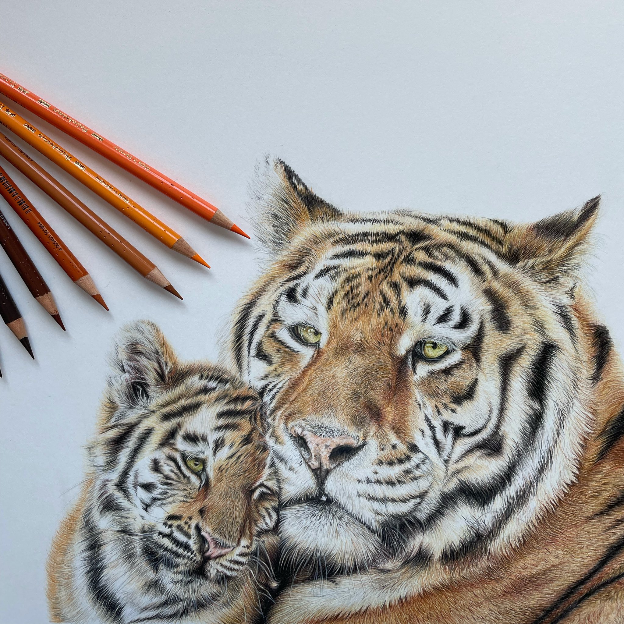 Realistic Baby Tiger Drawing