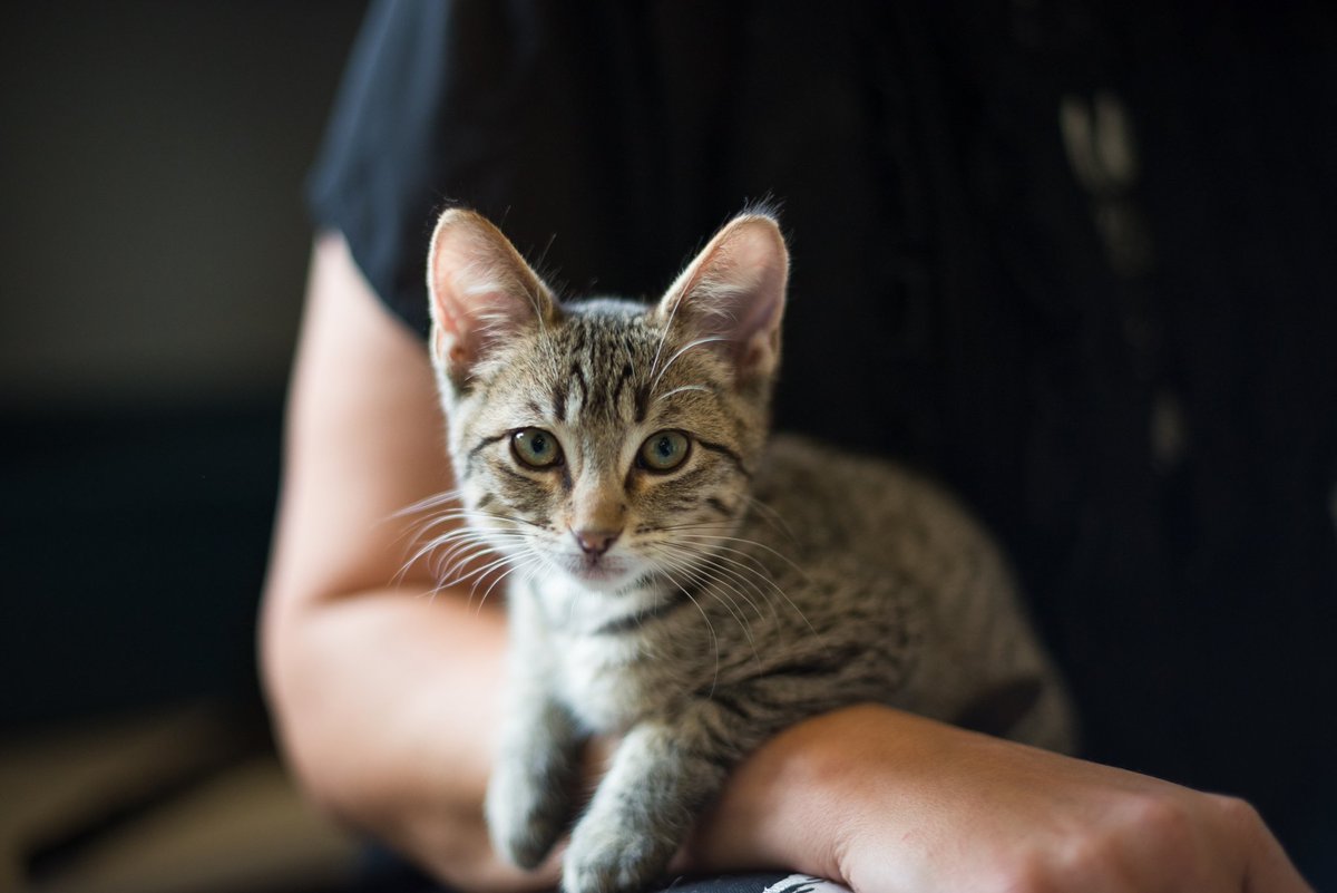 Thread by @LimelightPet on Thread Reader App – Thread Reader App