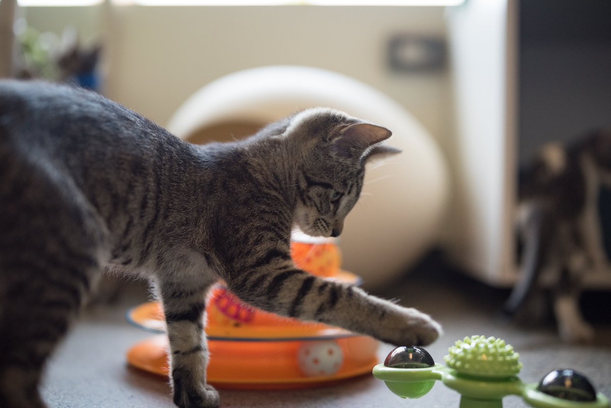 Thread by @LimelightPet on Thread Reader App – Thread Reader App