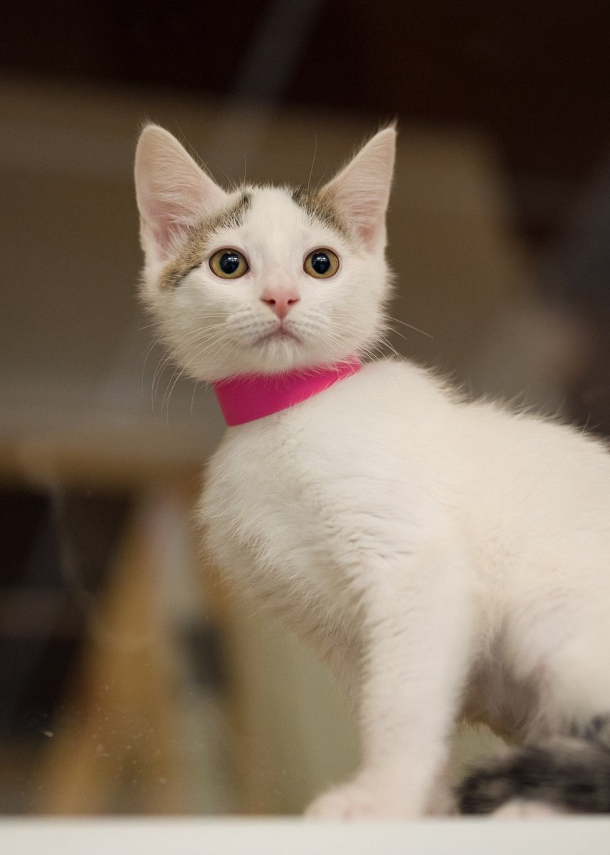 Thread by @LimelightPet on Thread Reader App – Thread Reader App