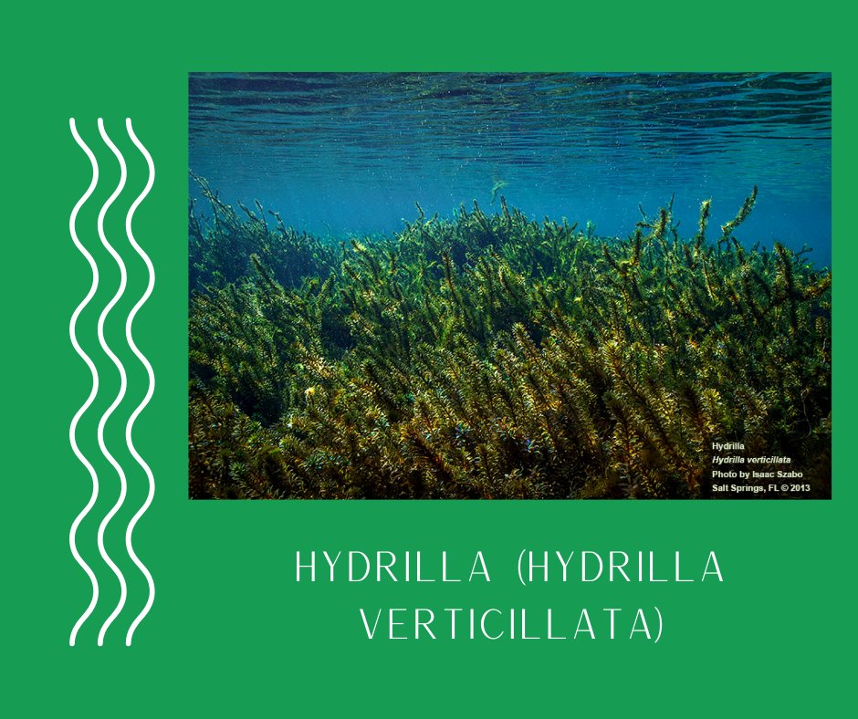 Hydrilla Verticillata Aquarium