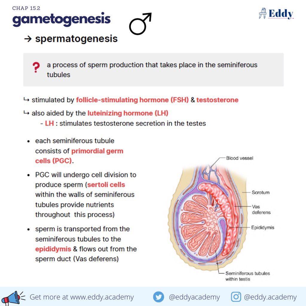 Human Sperm Production Takes Place Within The