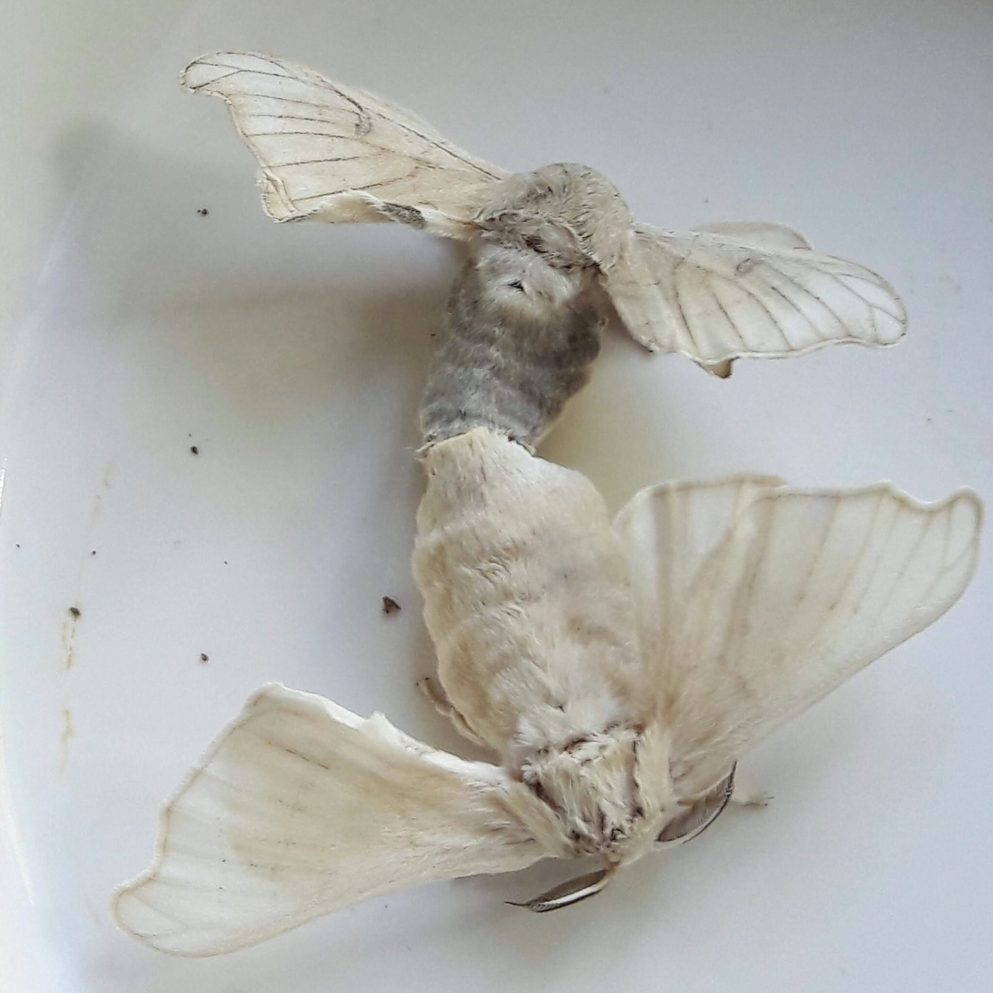 Silkworm Moth Female