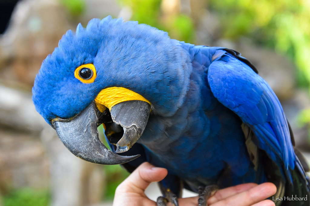 Blue Macaws In Rio