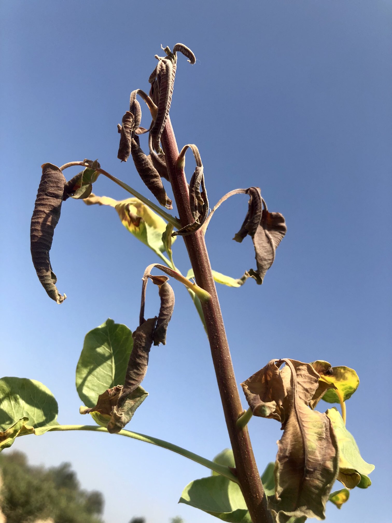 Copper Deficiency In Plants