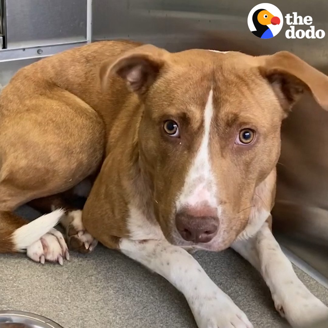 The Dodo on Twitter: "Rescue pittie was terrified of everything — until his mom realized the one ...