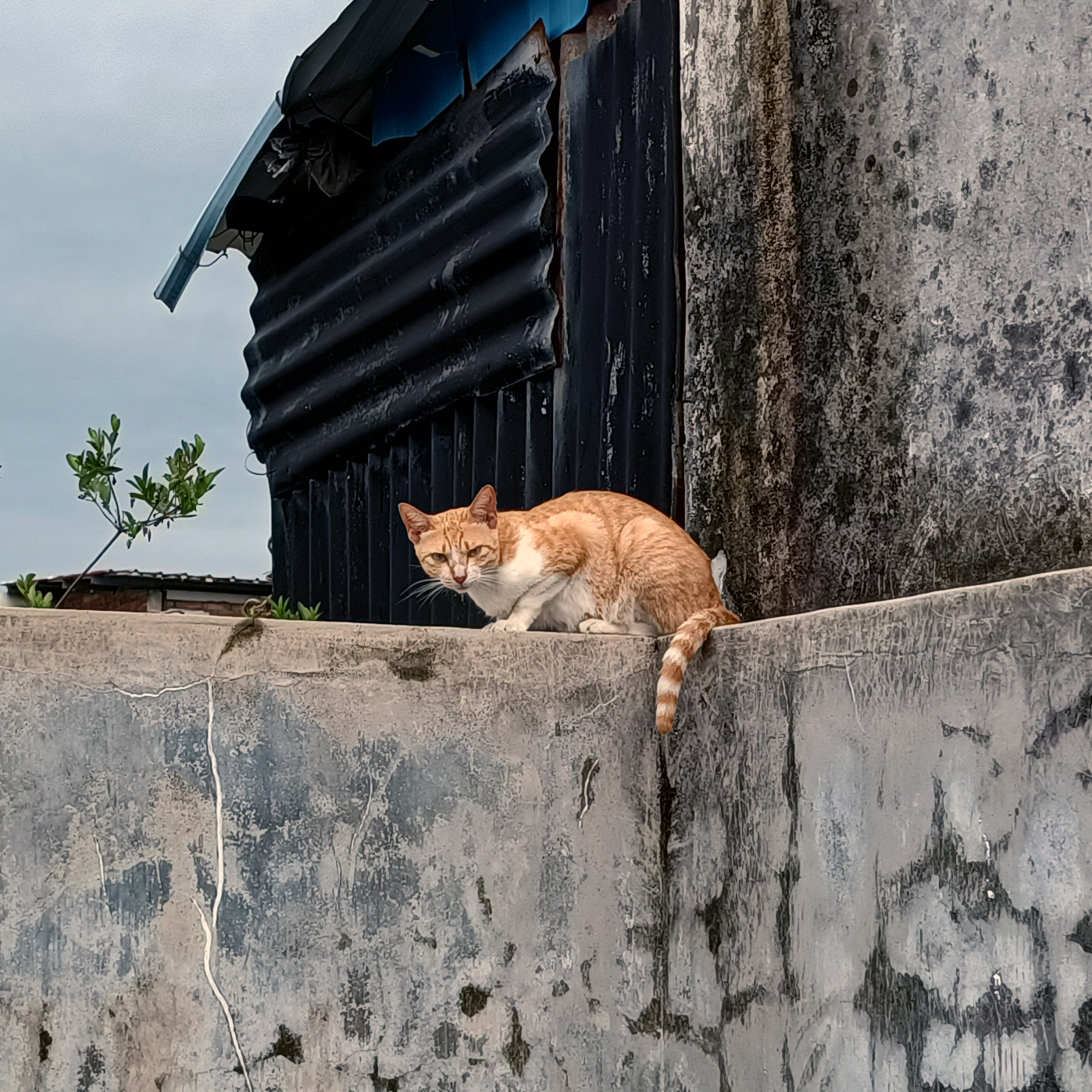 Sodacooky (@Sodacooky) / Twitter