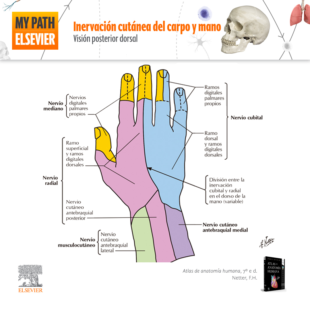 Dorso De La Mano Humana