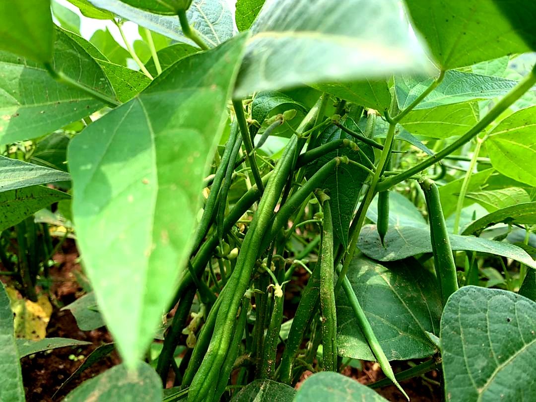 Agriterra Rwanda on Twitter: Agriterra Rwanda on Twitter: