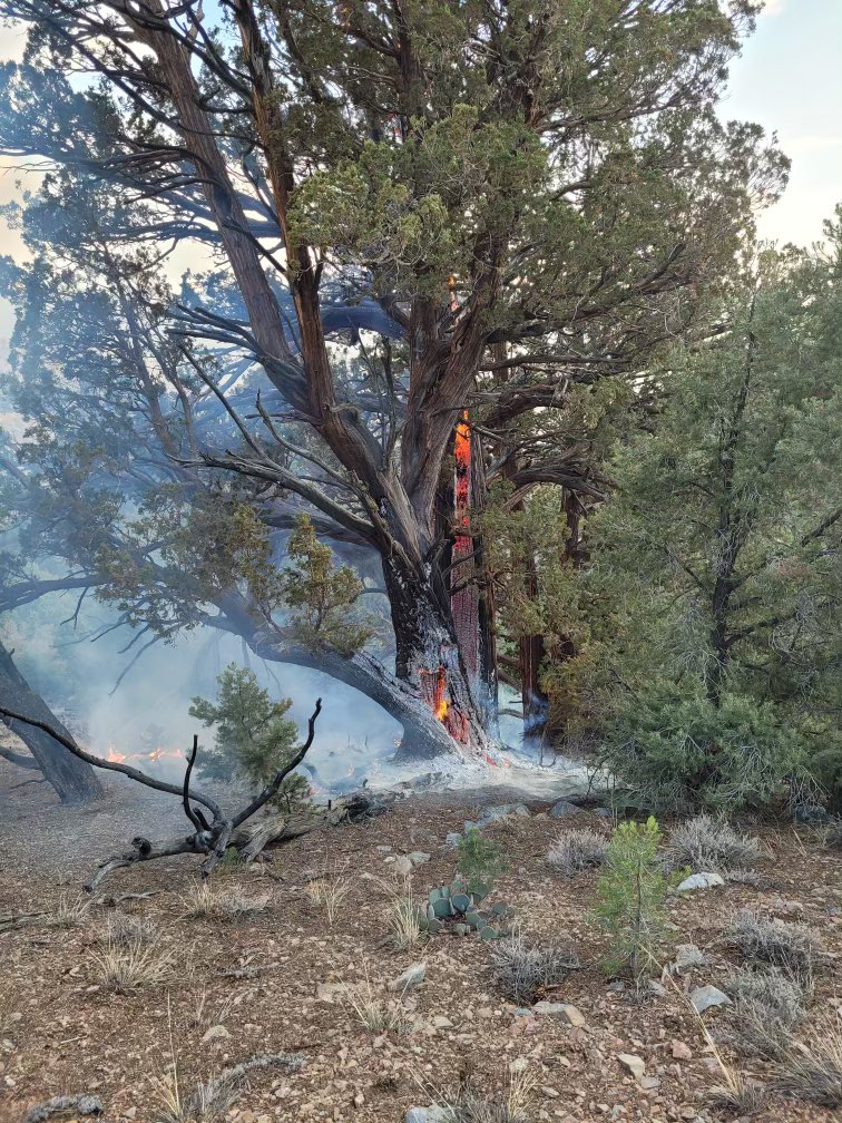 Catching Fire Lightning Tree Scene