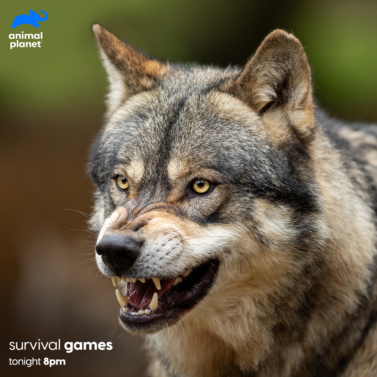 Wolf Snarling Front View