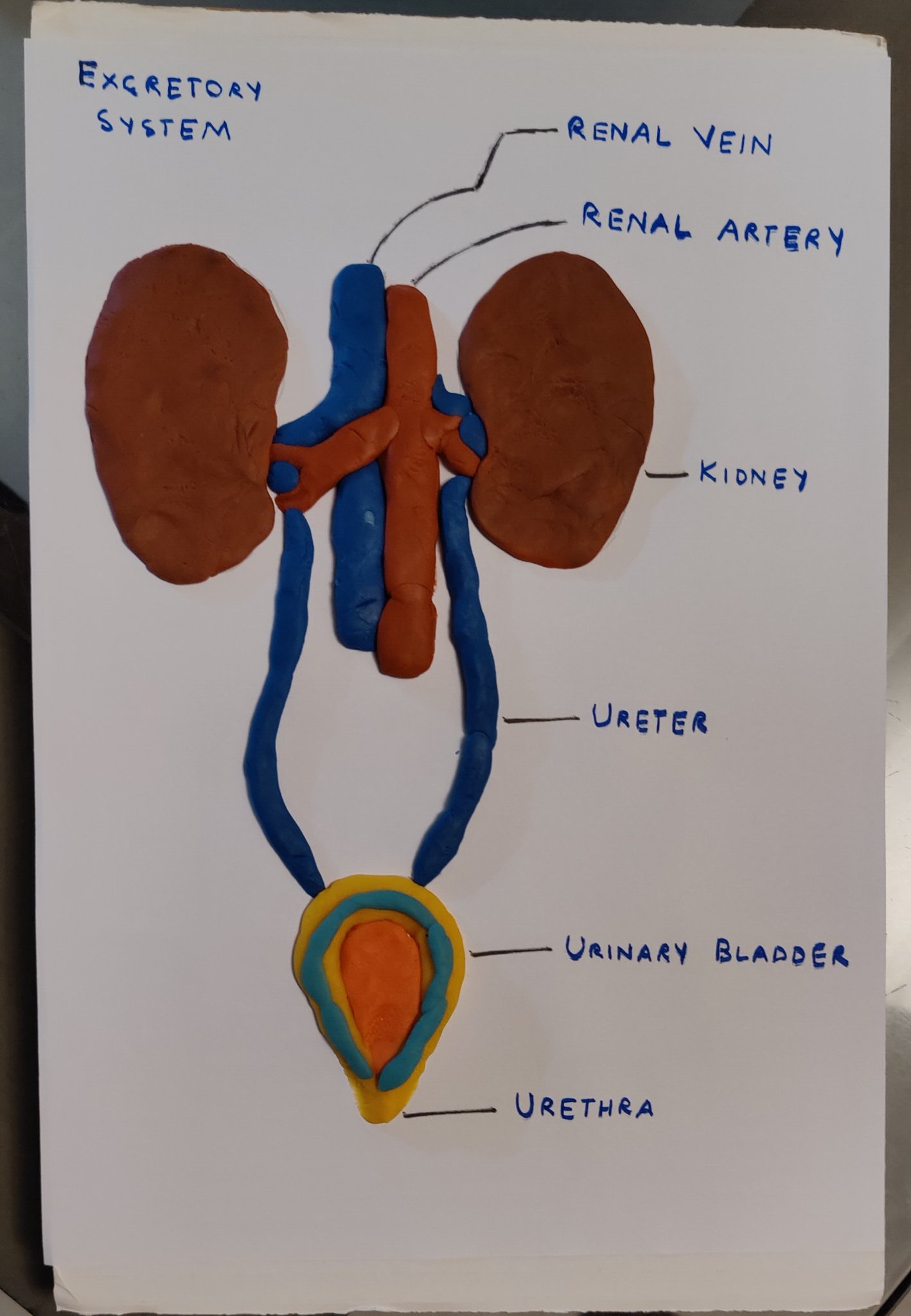 How To Make A Kidney Model