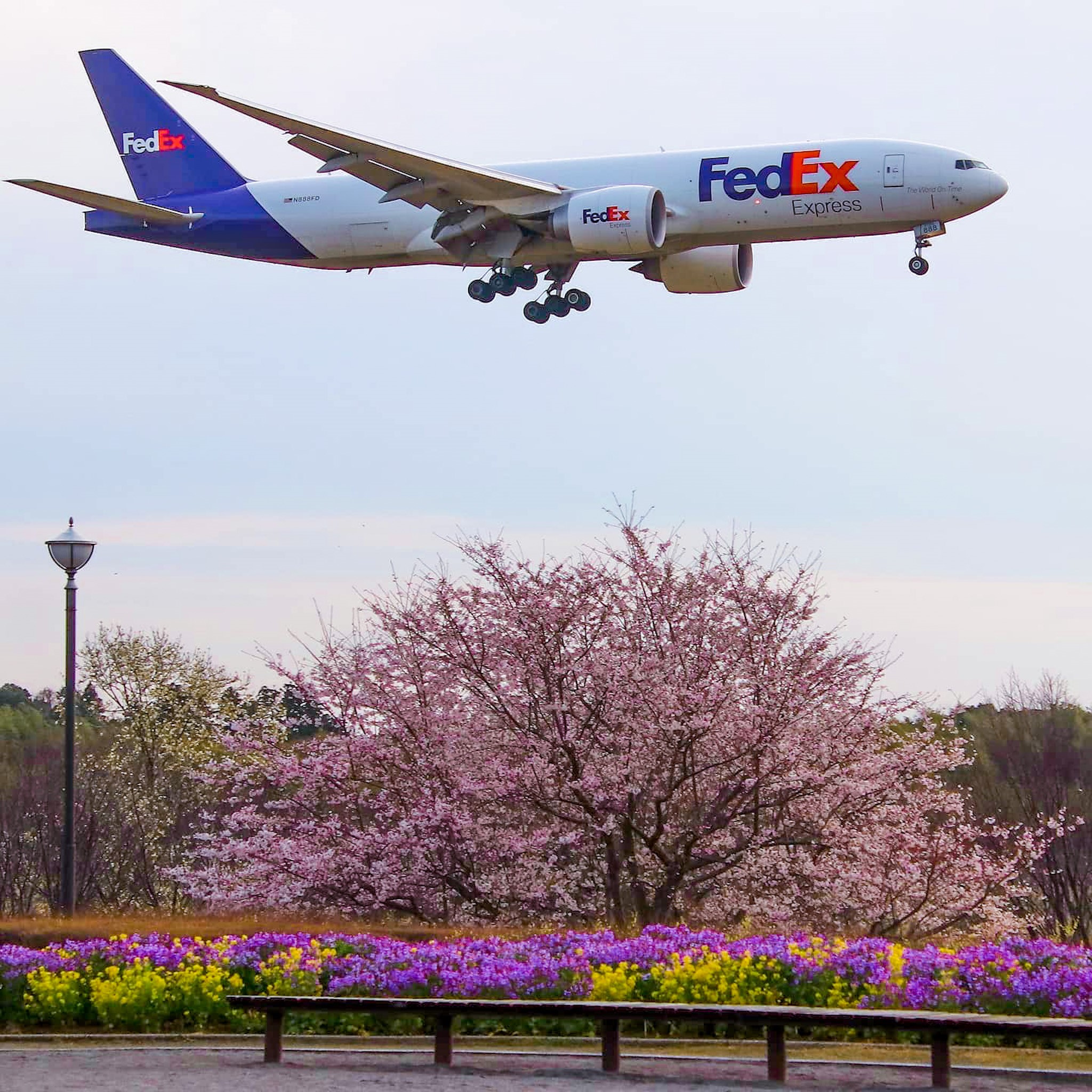 Can You Send A Dog Through Fedex