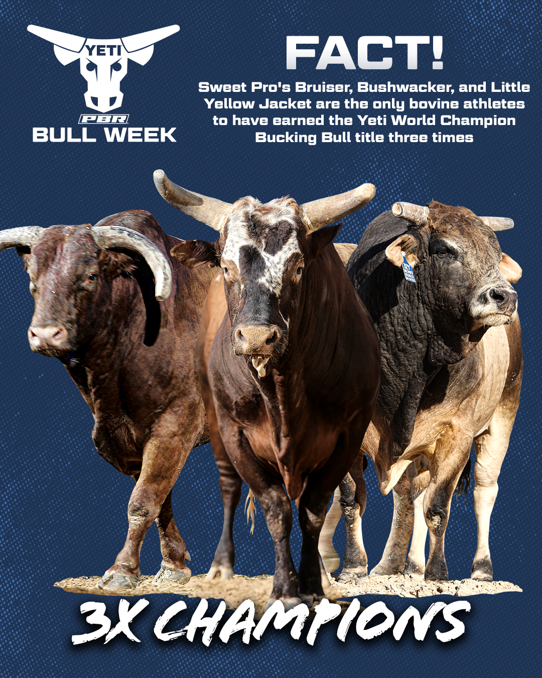 Yellow Jacket The Bull