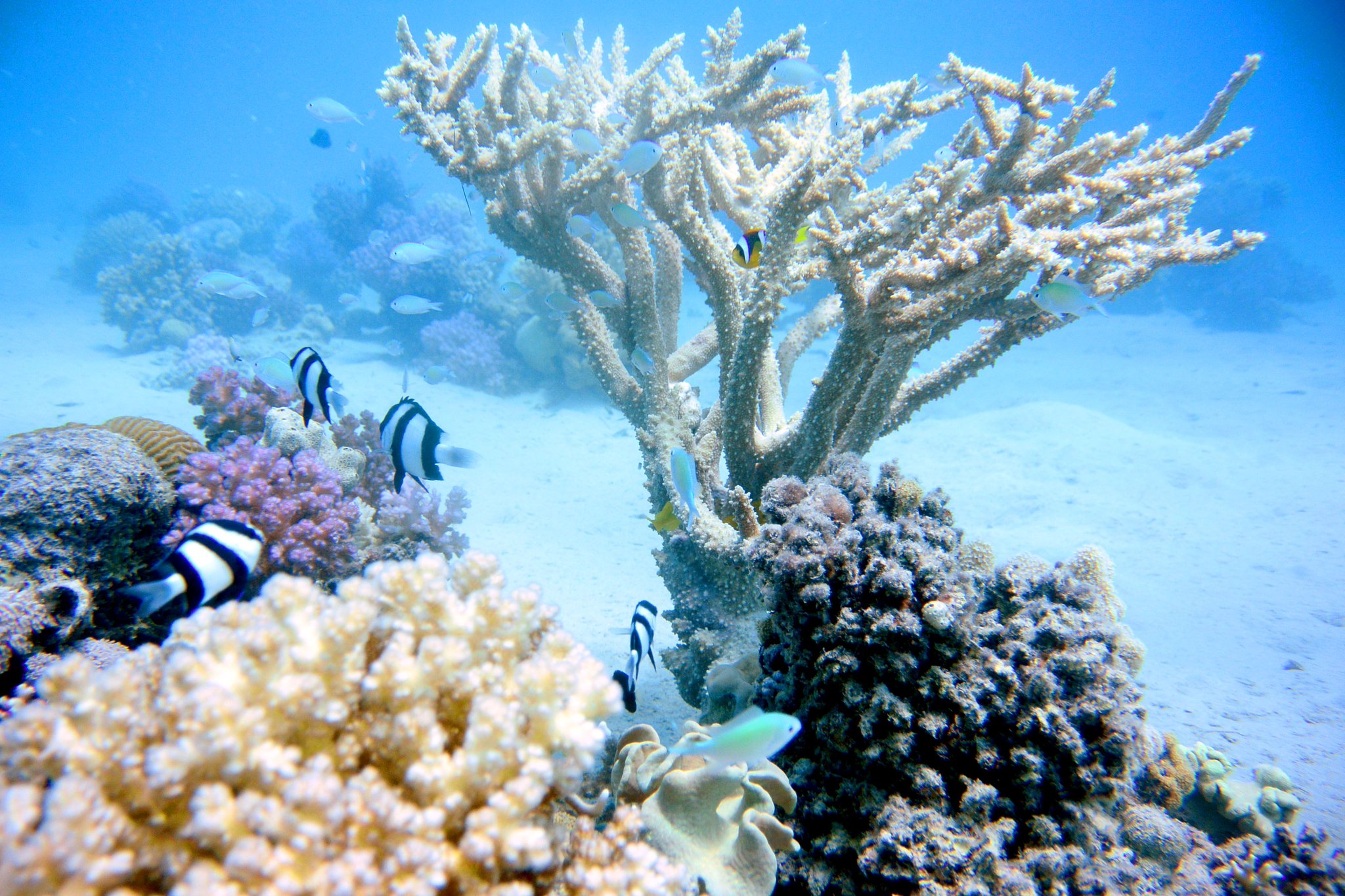 Faculty of Sciences, Engineering and Technology on Twitter: "🐠 PhD ...