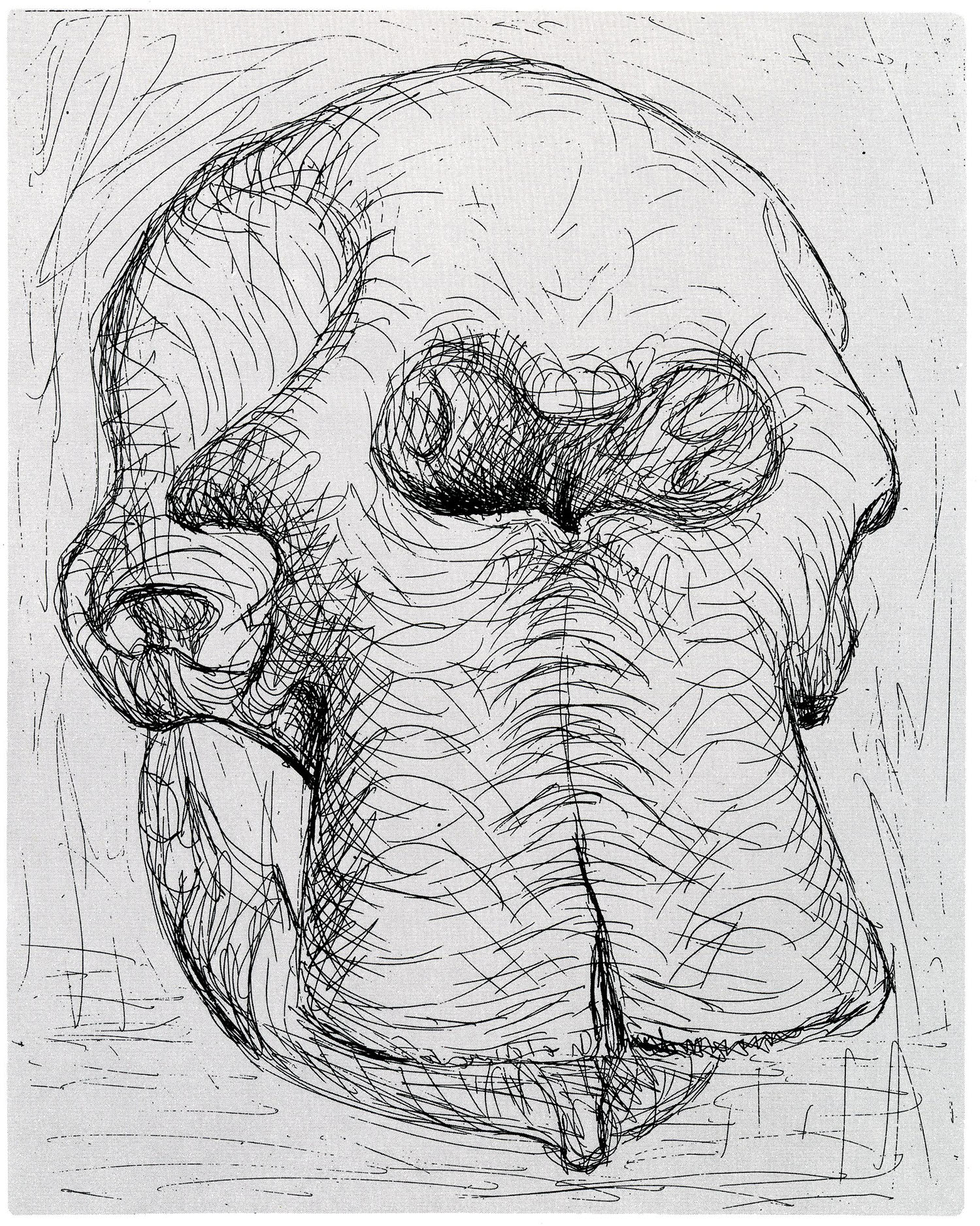 Elephant Skull Drawing