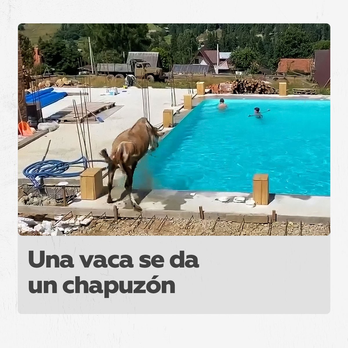 Una vaca cansada del calor se lanza a la piscina Una vaca se adentró en ...