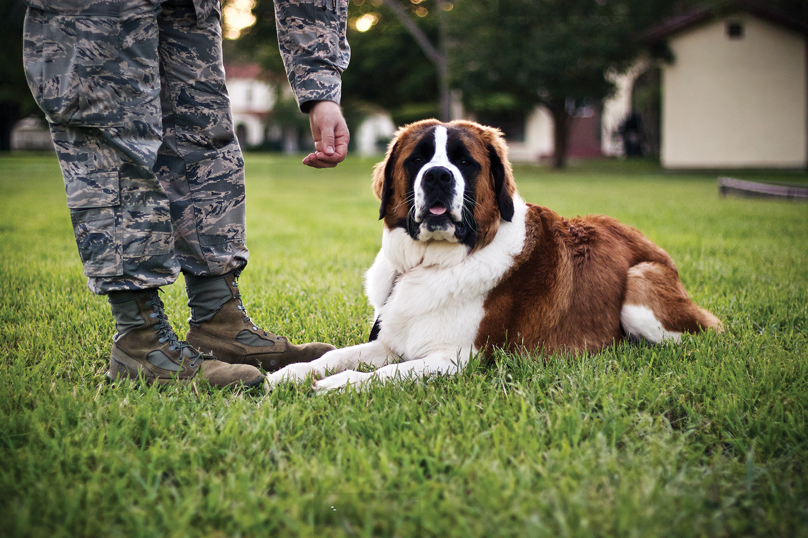 Saint Bernard Full Grown Compared To Human