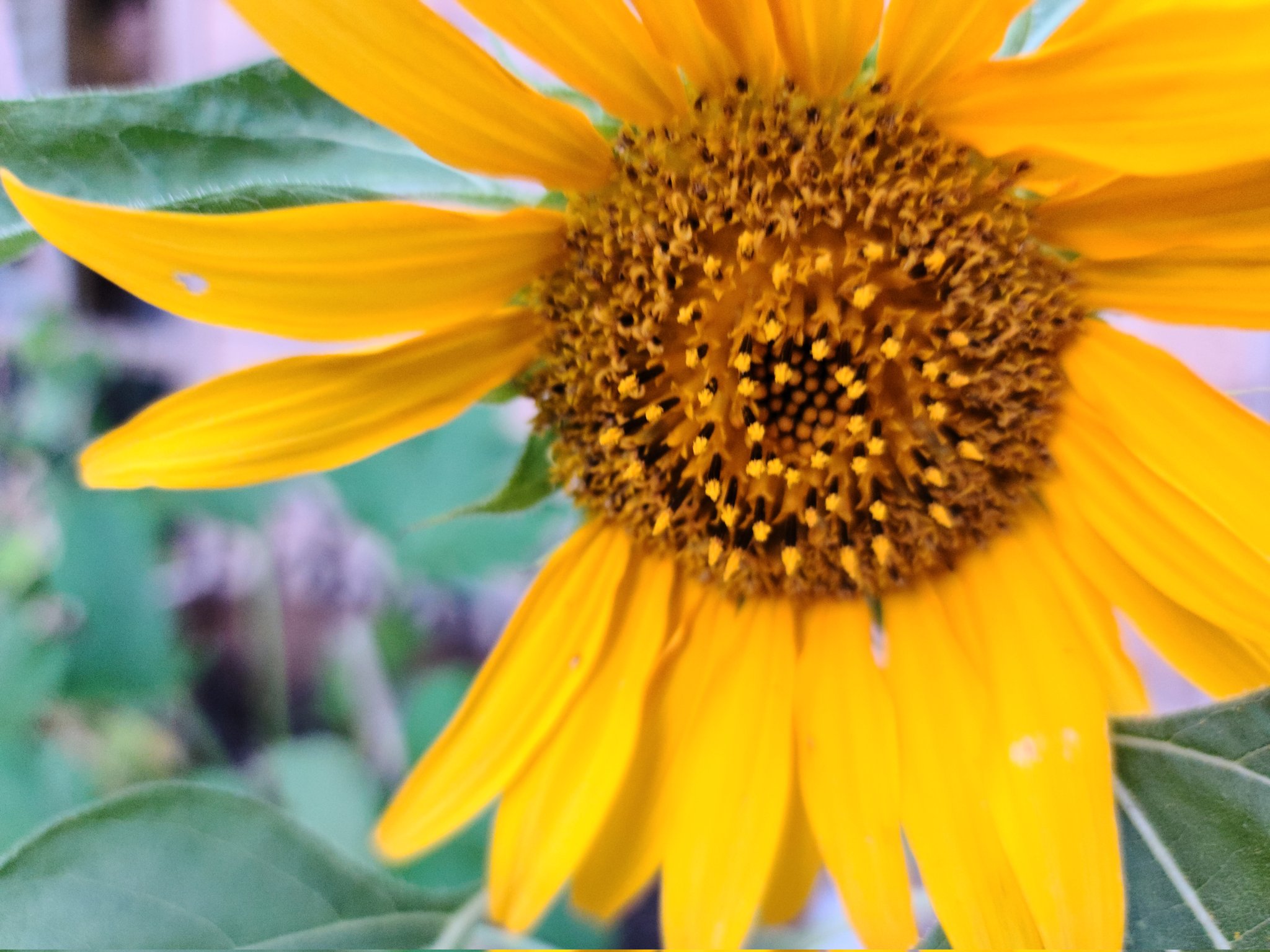 🍪VTuber Pending🍪 on Twitter: "Our sunflower~ https://t.co/UKXPyKOZyp" / Twitter