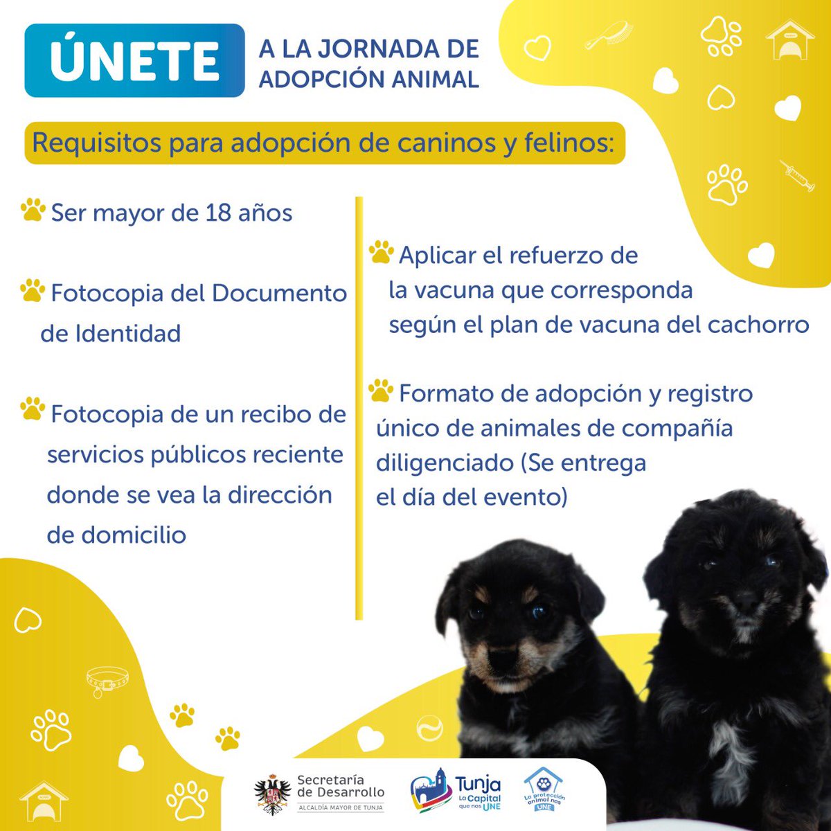 Que Se Necesita Para Adoptar Un Perro