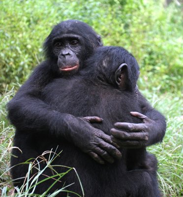 Bonobos Hugging