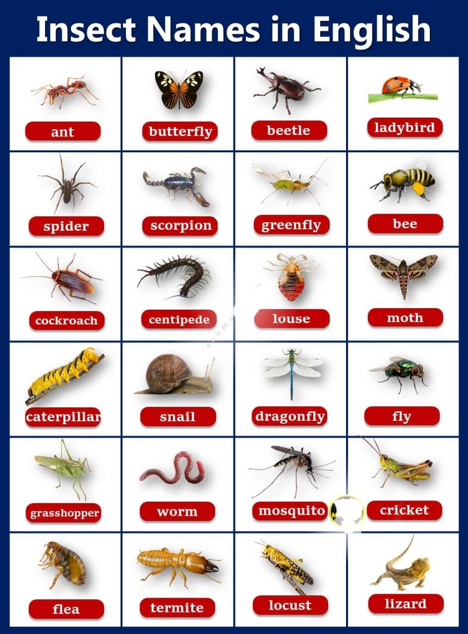 Insects Pictures With Names For Kids