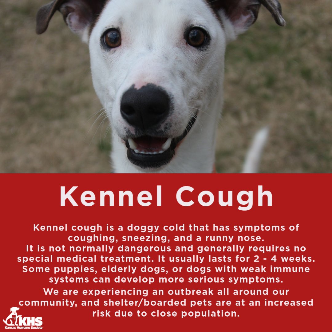 What Causes A Weak Immune System In Dogs