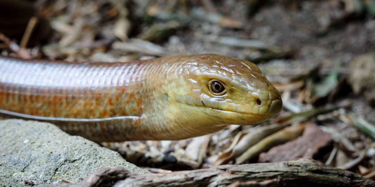 Blue Legless Lizard
