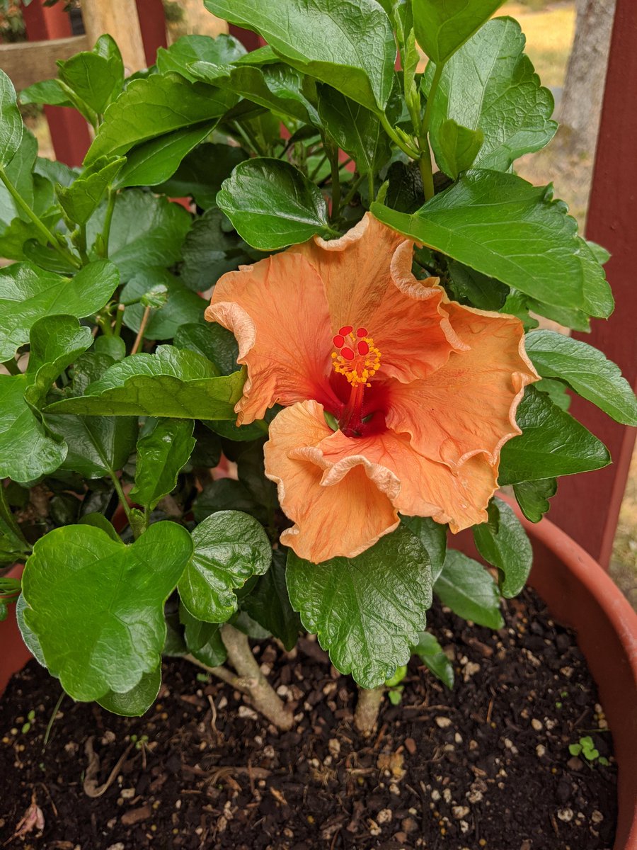 pokok bunga raya dalam pasu - Amelia Cornish