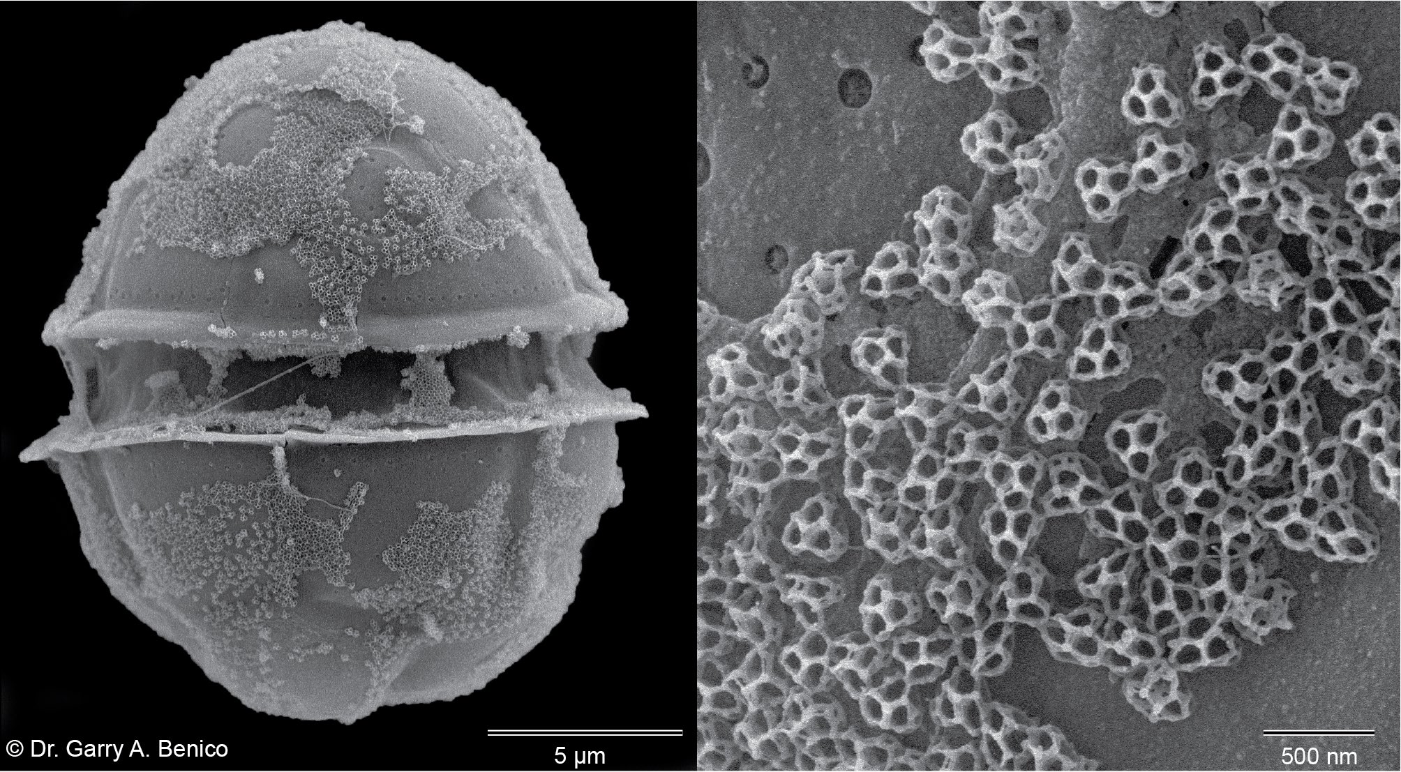 Algaebase Species WoRMS And Aphia: A Major Update For AlgaeBase