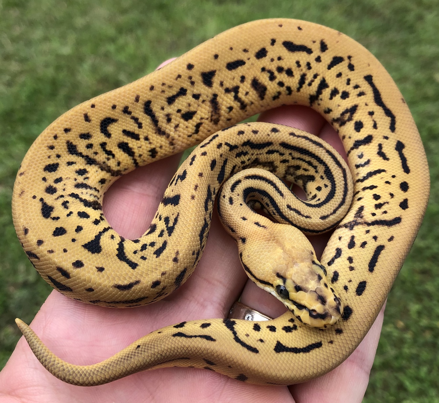 Bumble Bee Ball Python