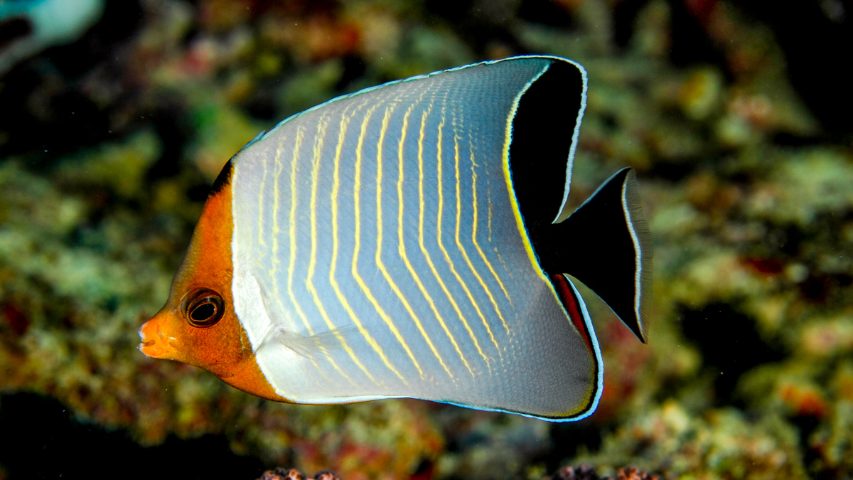 Most Beautiful Fishes In The World