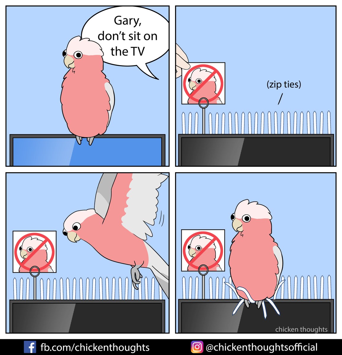 「Featuring Gary the galah cockatoo! (owne」|Chicken Thoughtsの漫画