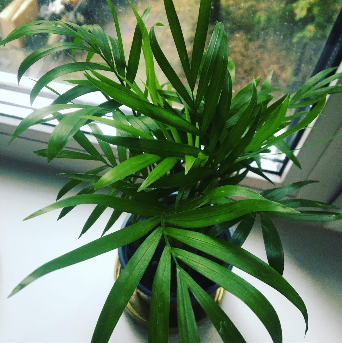 Anastasiya Lemekhova (@Asakawa_Reiko) | Twitter