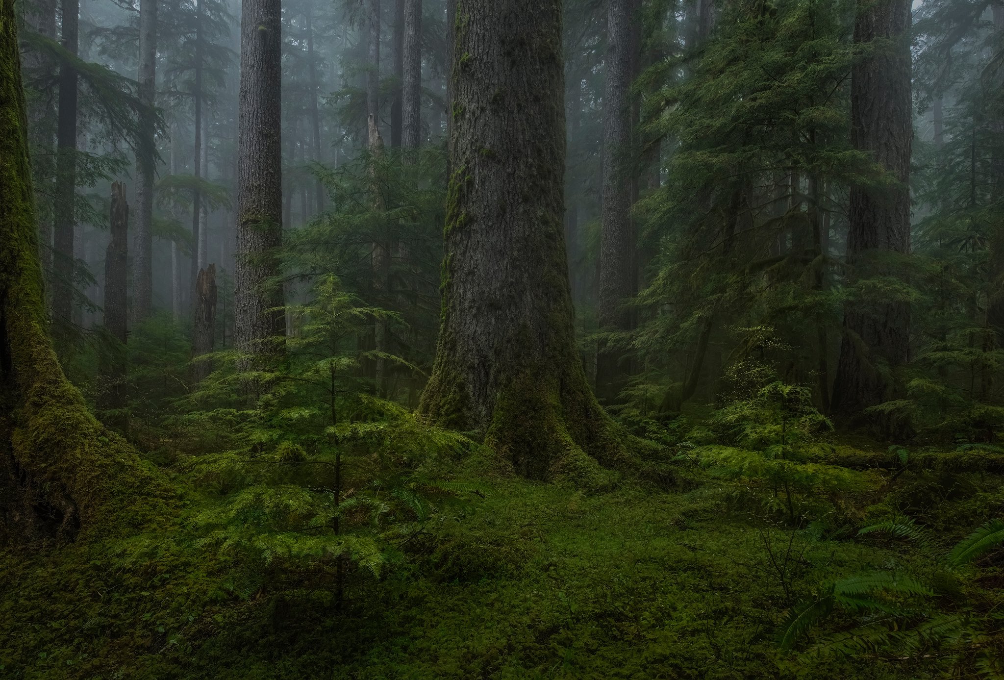 Pacific Northwest Rainforest