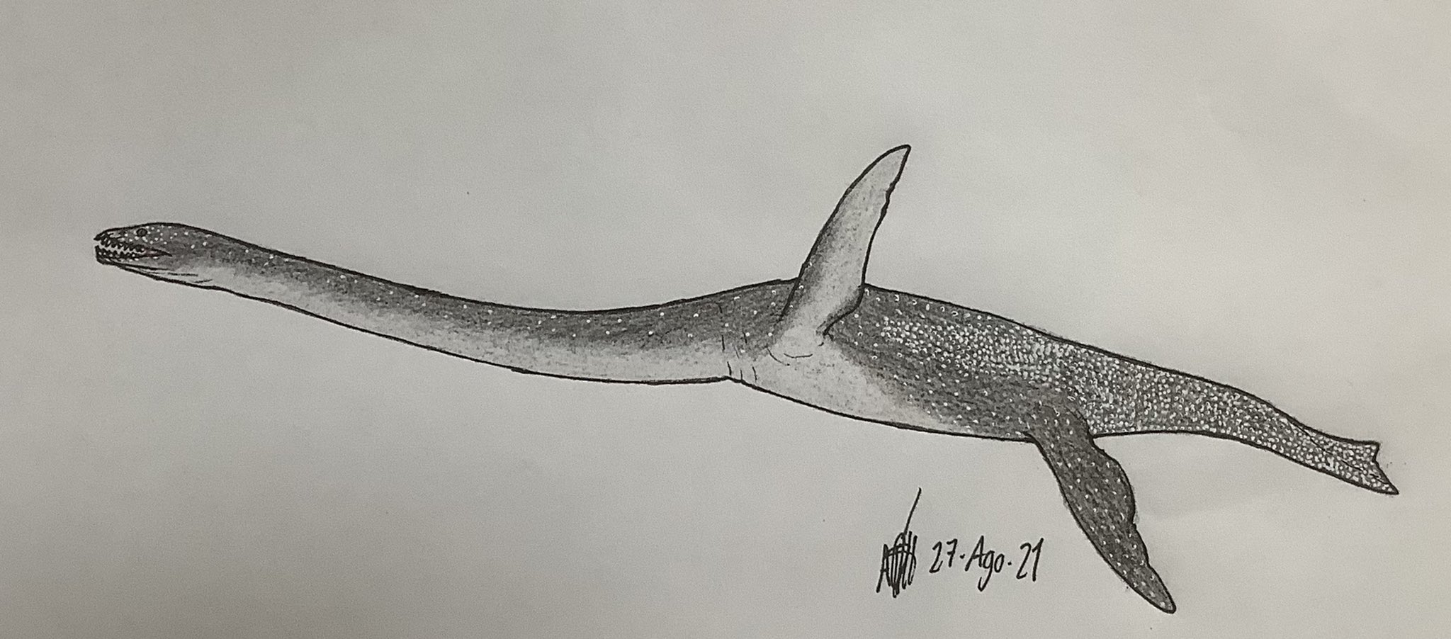 Plesiosaur Skeleton Drawing