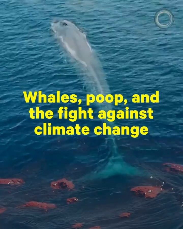 How whales help fight climate change 🐳