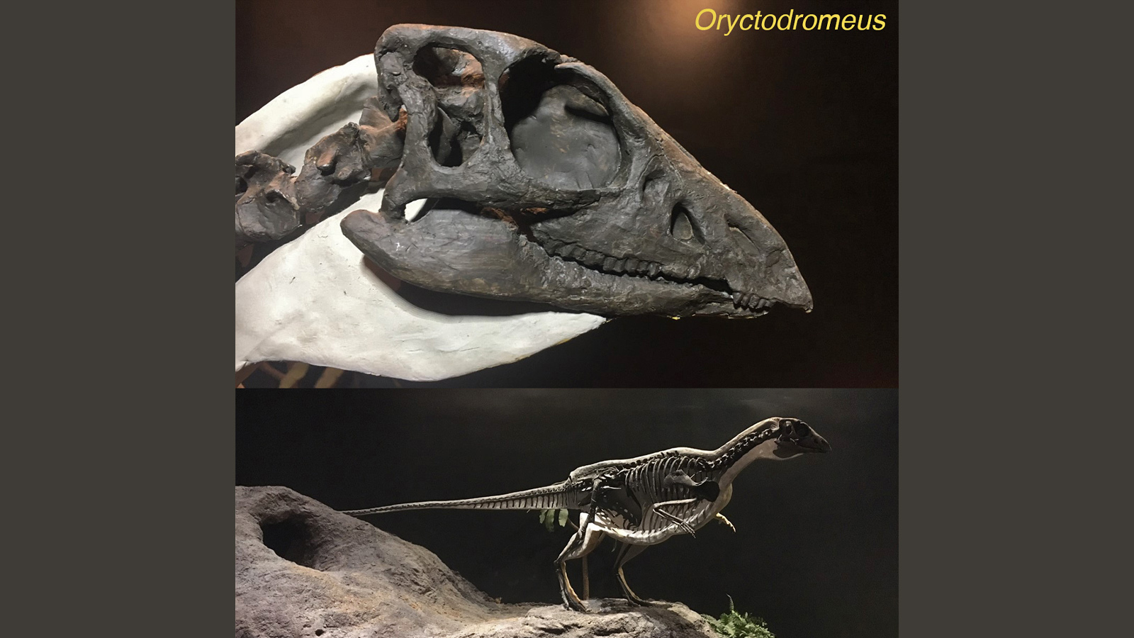 Oryctodromeus Cubicularis