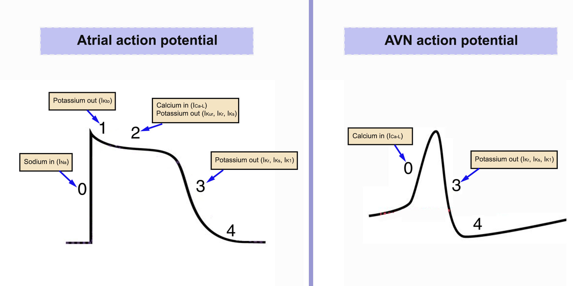 Atrial Action Potential