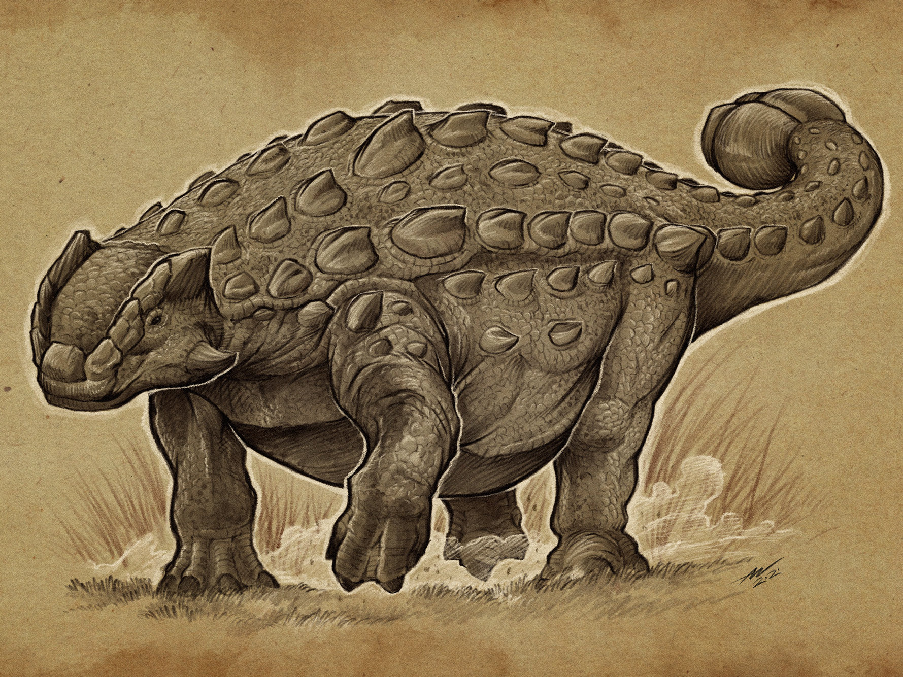 Ankylosaurus Magniventris