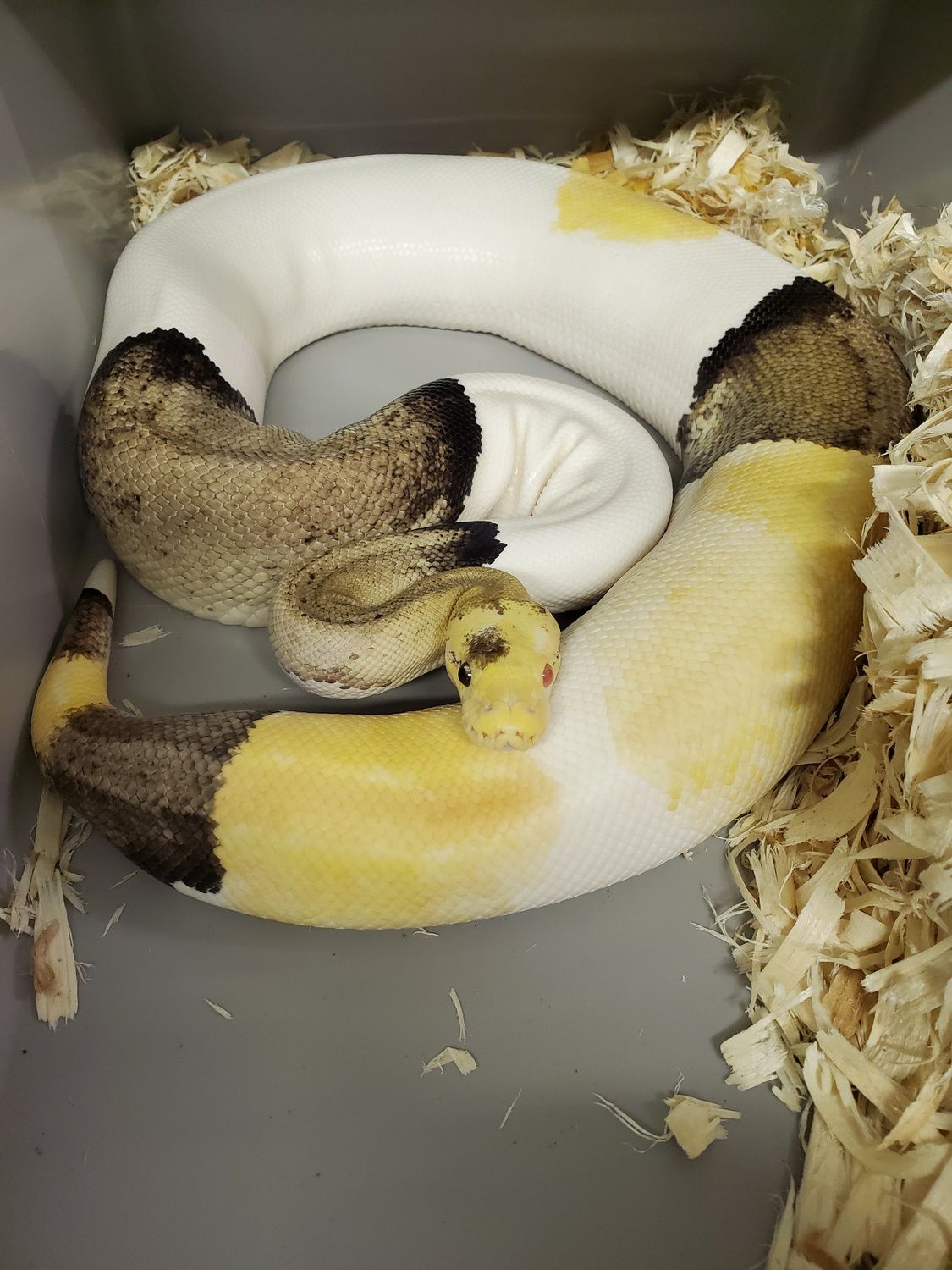 Silver Streak Ball Python