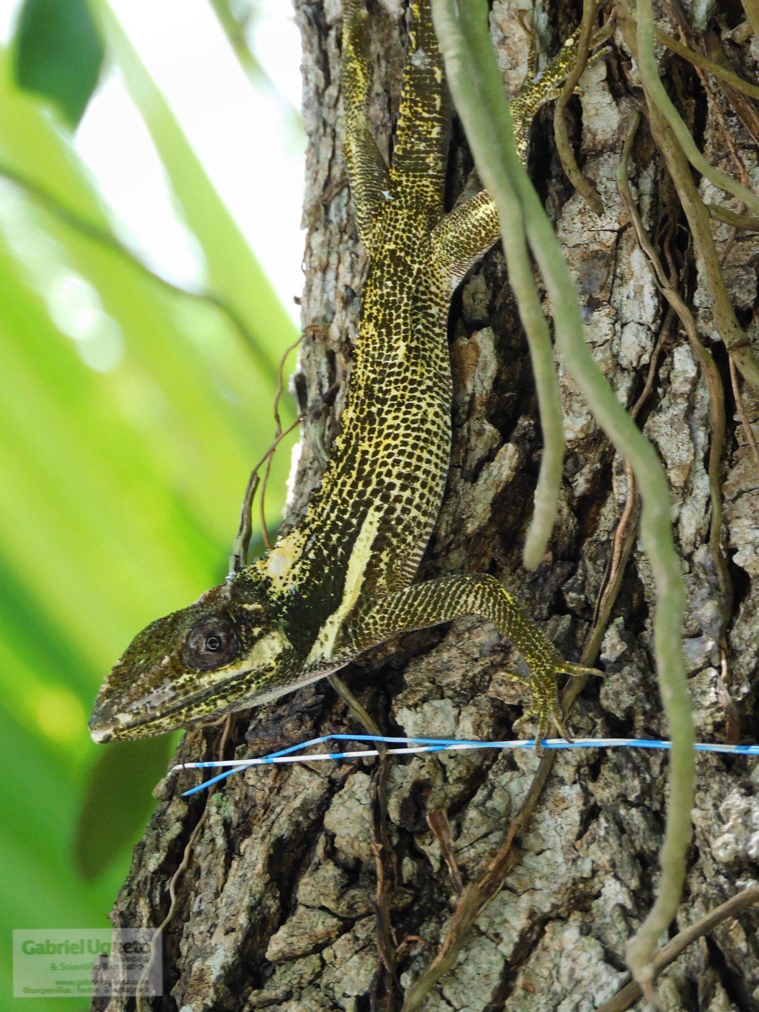 Red Anole Lizard