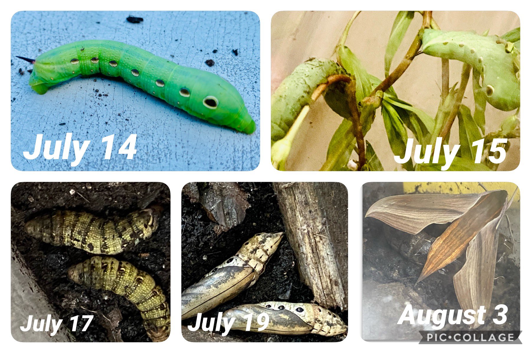 Sphinx Moth Life Cycle