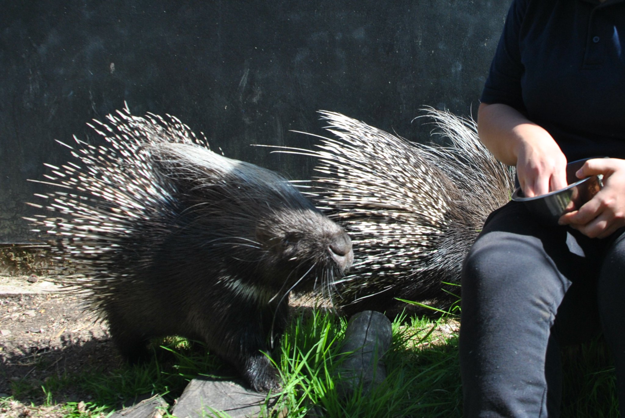 Reaseheath Mini Zoo on Twitter: "Do you want to meet some of our animals? Zoo School may be ...