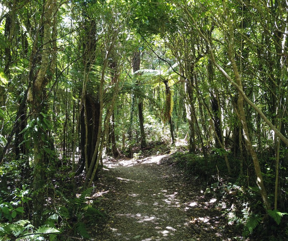 MyNativeForest on Twitter: "Welcome to My Native Forest, our mission is to rewild New Zealand ...