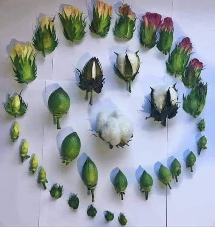 Cotton Plant Life Cycle