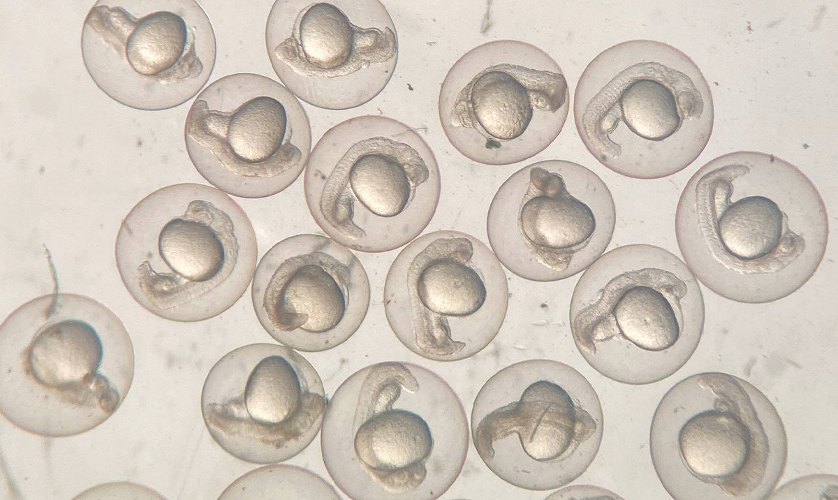 WARF - Wisconsin Alumni Research Foundation