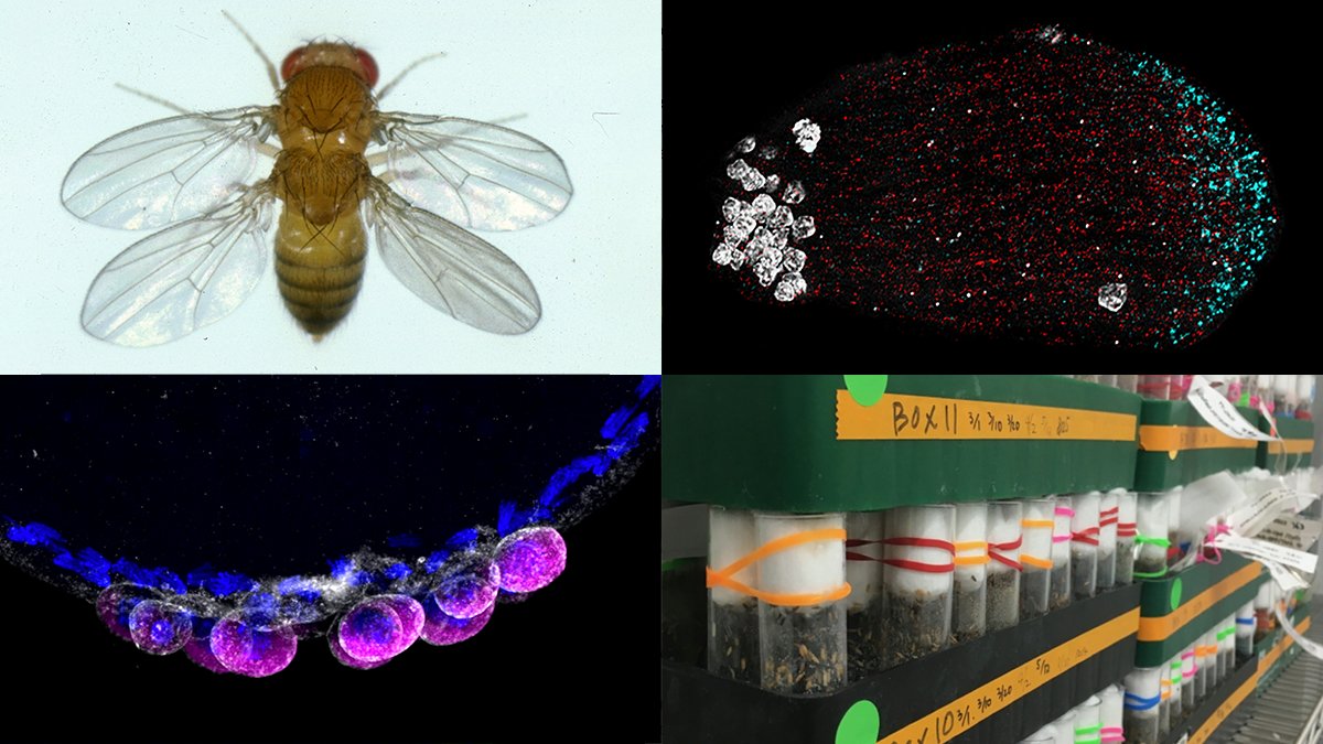 MIT Biology on Twitter: "The fruit fly Drosophila melanogaster has been used in research for ...