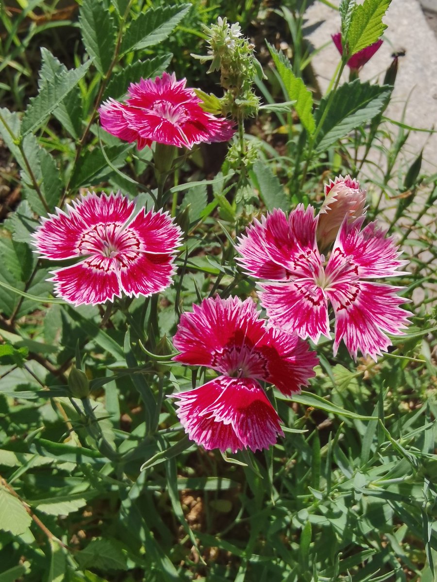 Zichen Yu （有关必回） (@ZichenYu2) | Twitter