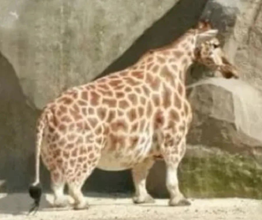 Worlds Fattest Giraffe